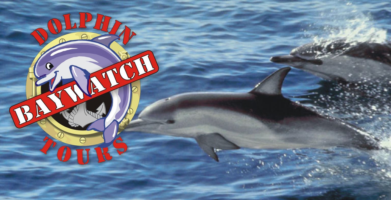 Baywatch Dolphin Tours Galveston, TX | Mitchell Properties